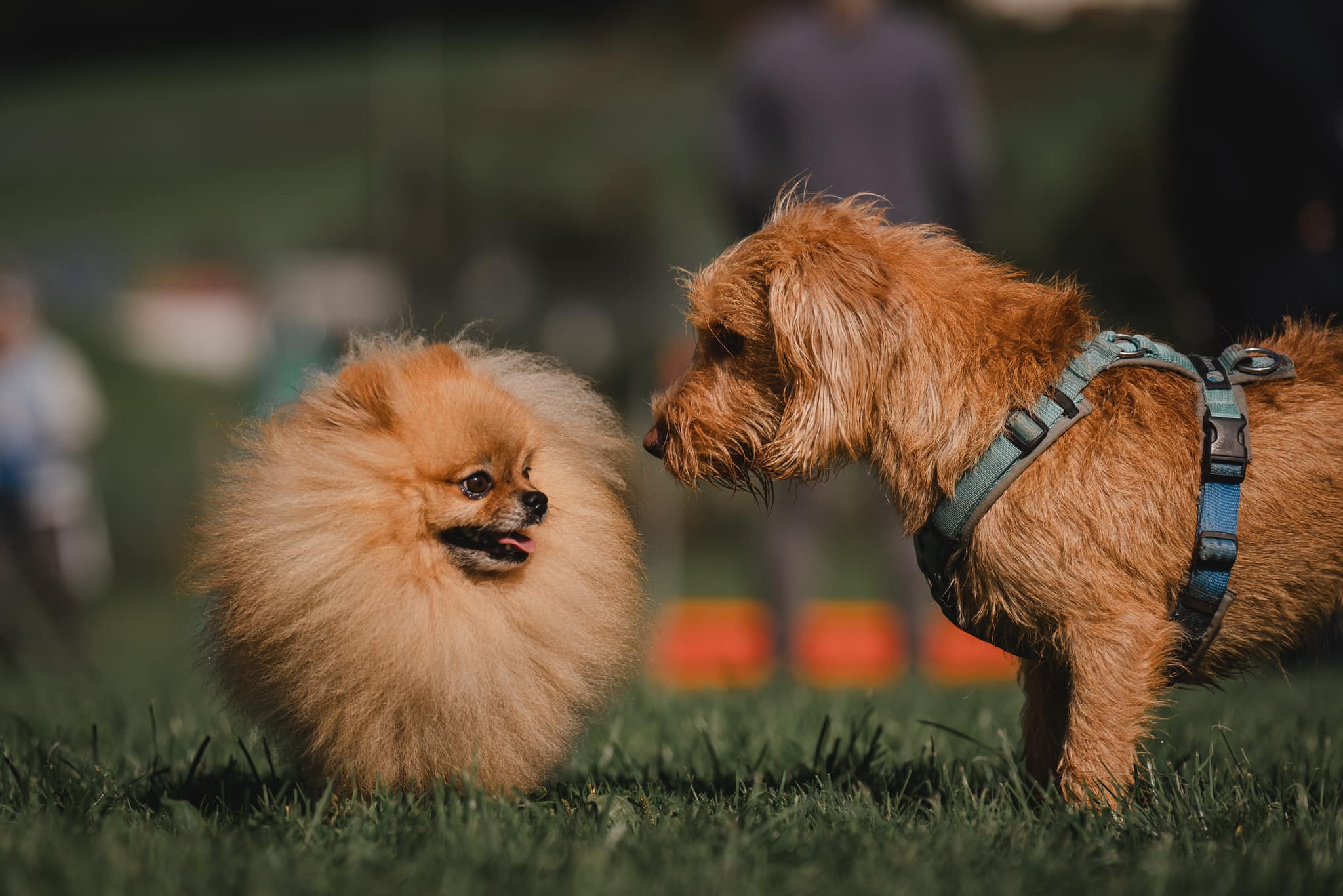 Melampo-Treffen vom 24.09.2023 - DE